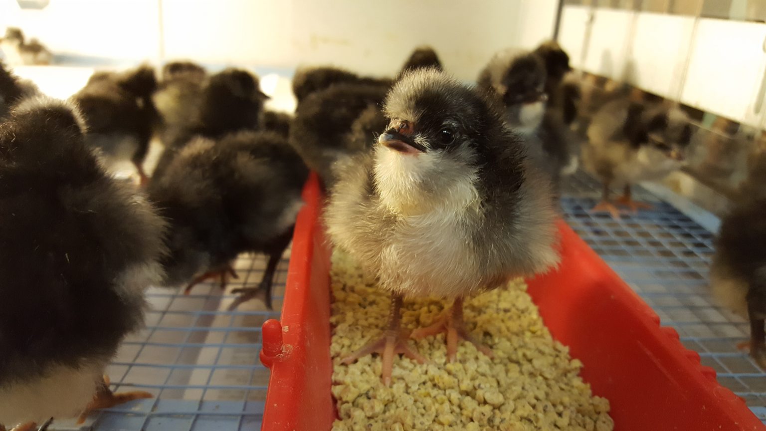 Crèvecœur Chicken: Conserving a Historic Breed - Backyard Poultry